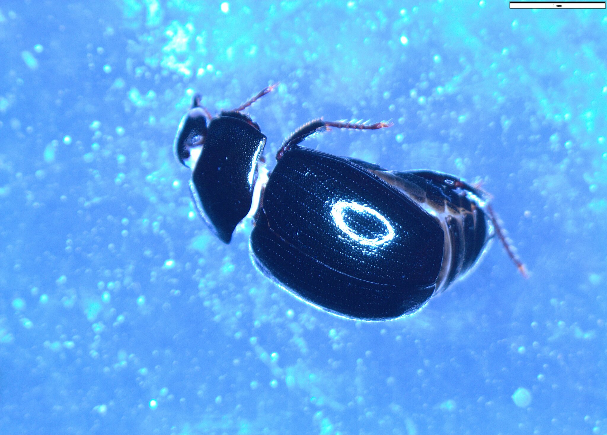 Sphaeritidae