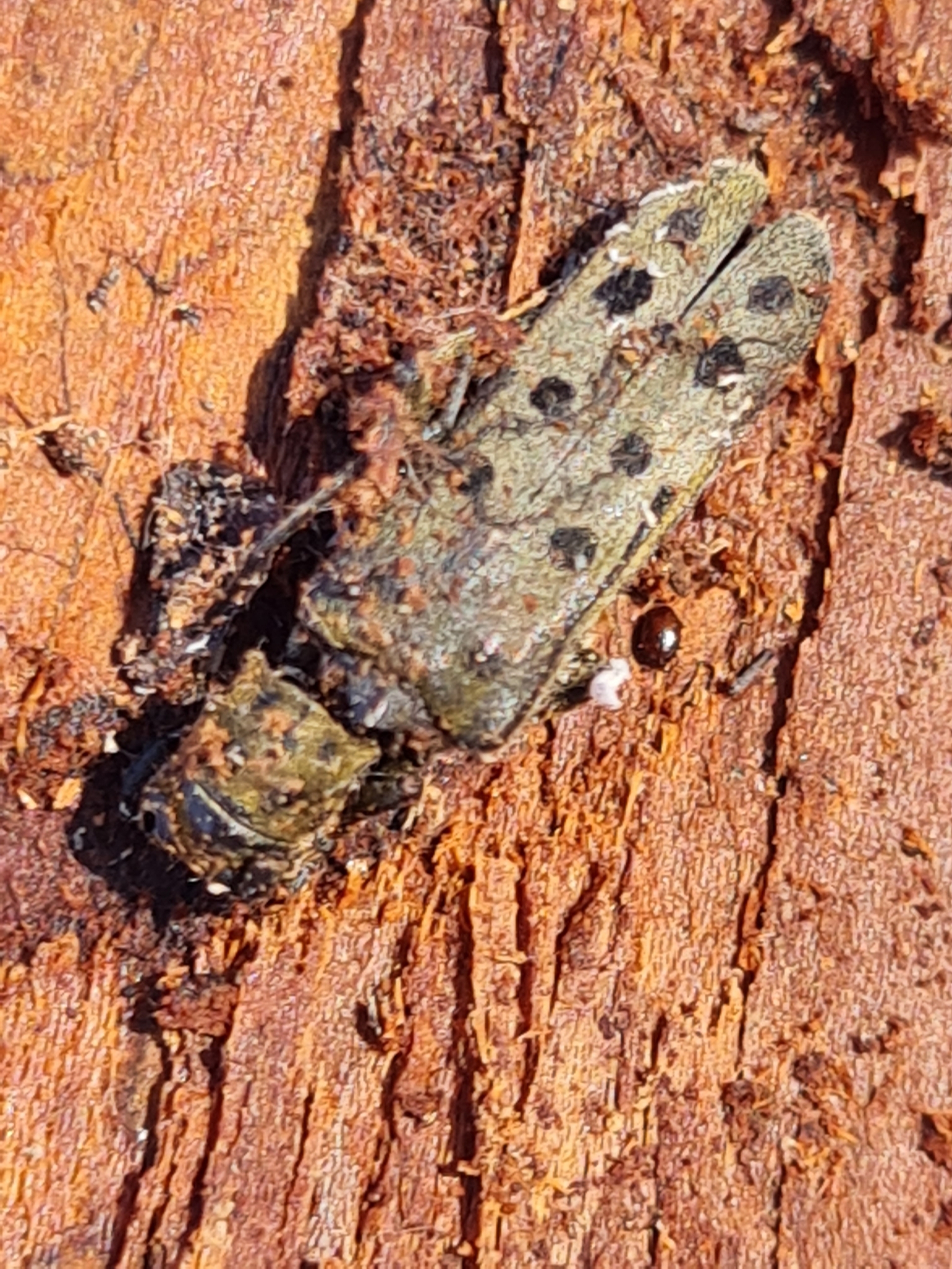 Saperda perforata (Pallas, 1773)