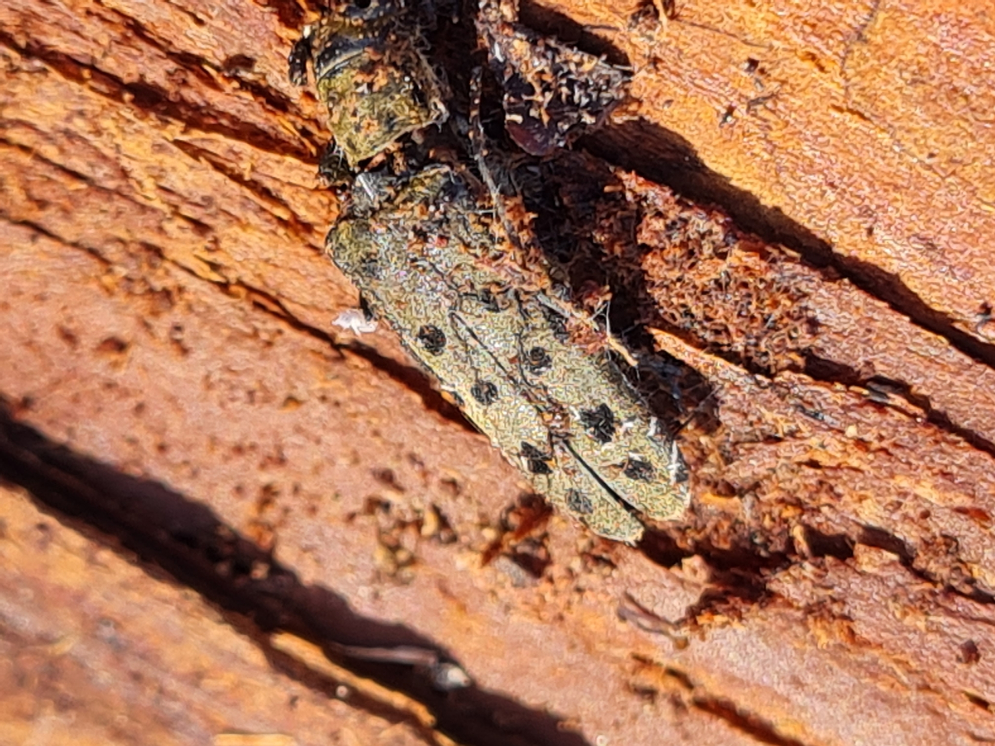 Saperda perforata (Pallas, 1773)