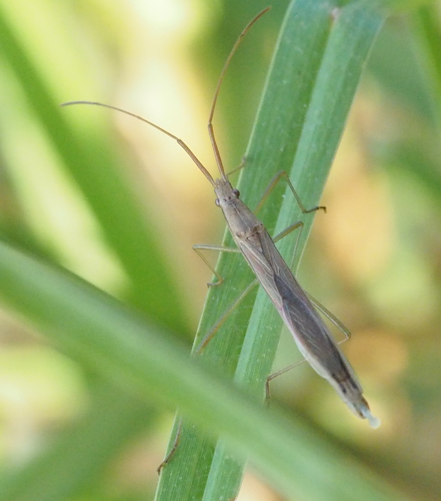 Long Broad-headed Bug from Manningham - West, AU-VI, AU on March 28 ...