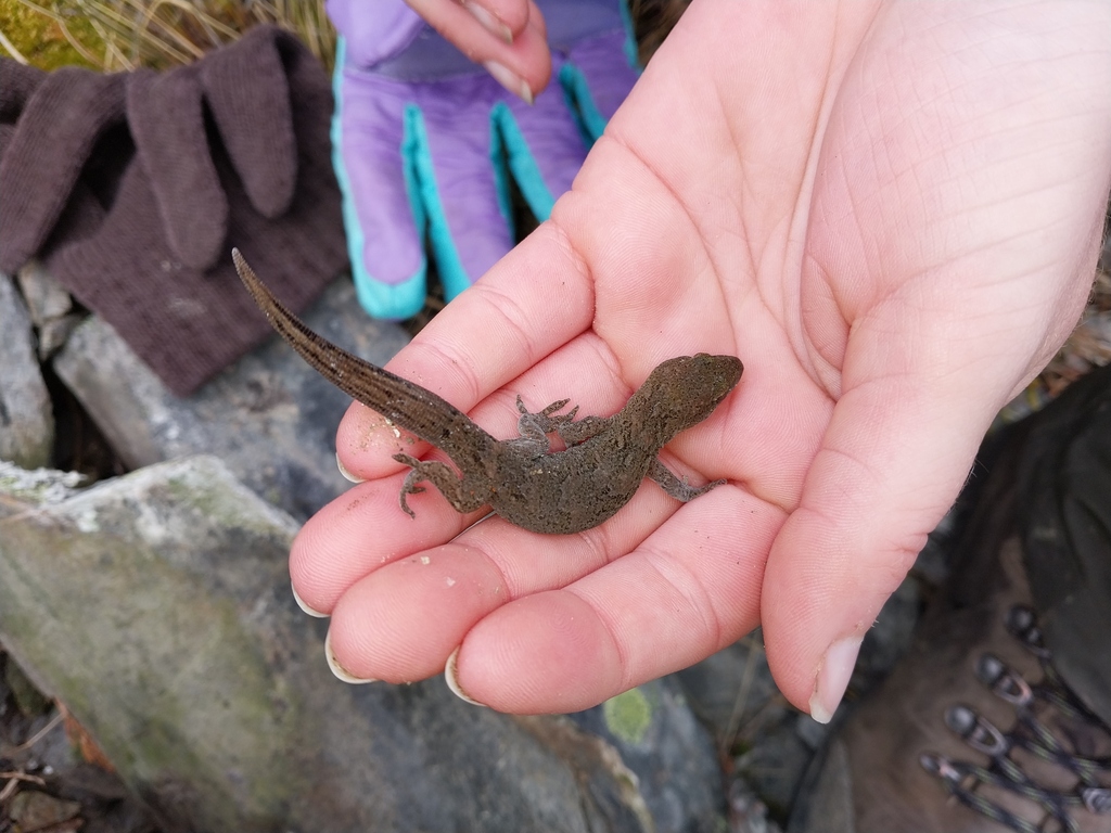 Southern Alps Gecko in March 2023 by Mike Bowie · iNaturalist