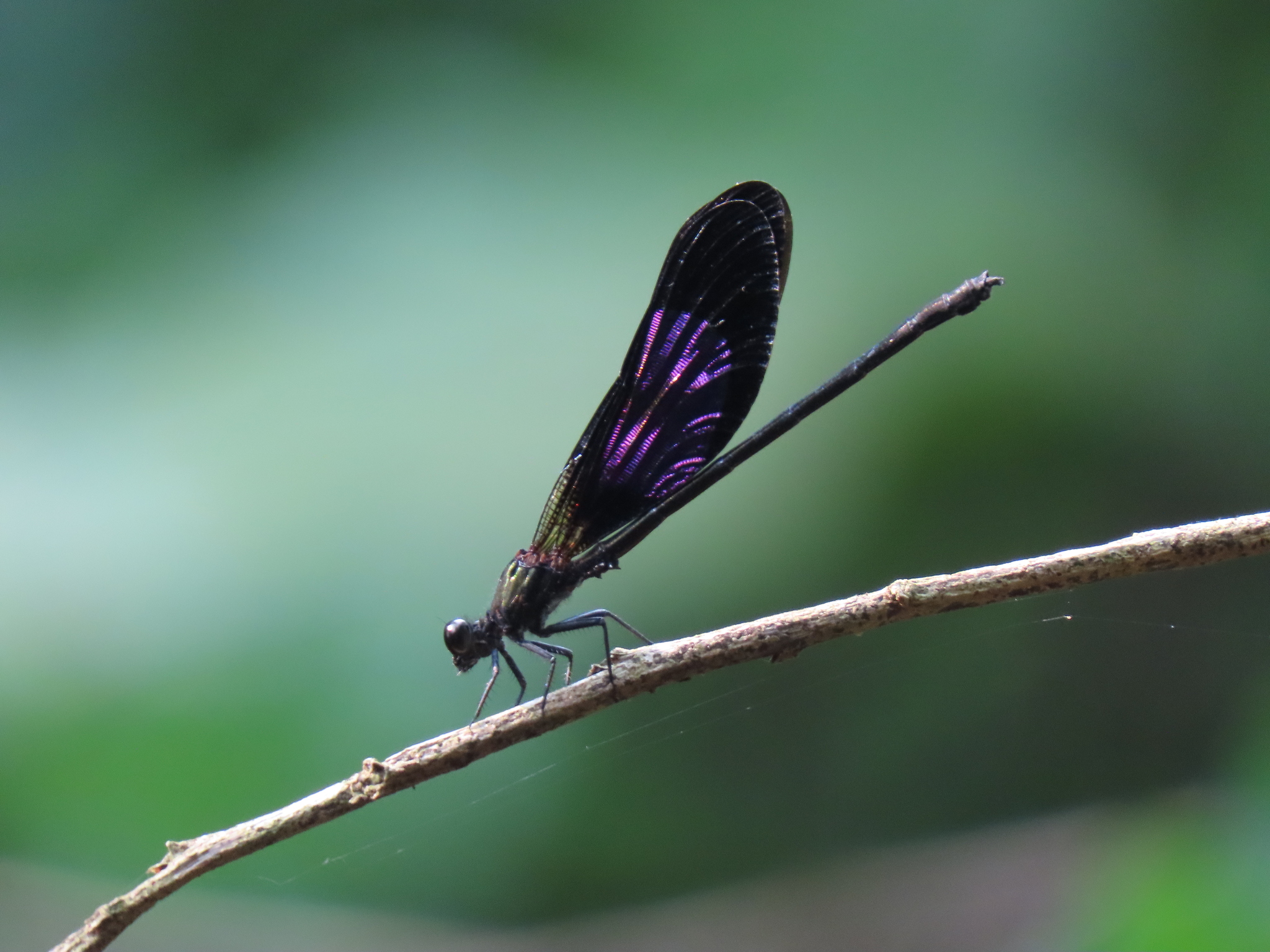Euphaea variegata Rambur, 1842