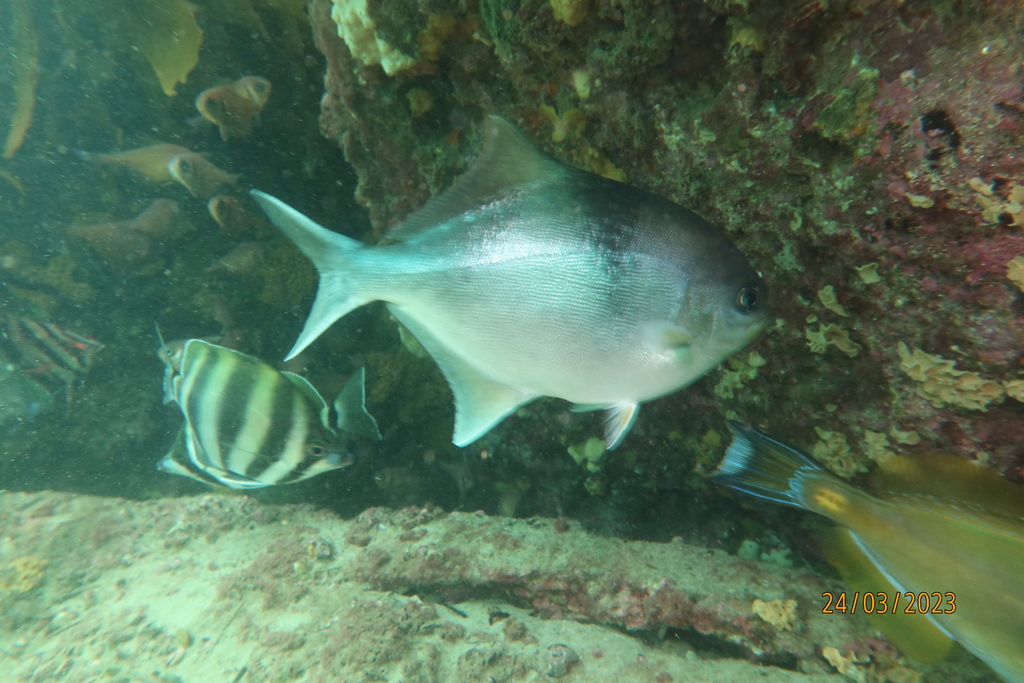 Sea Sweep from Port Noarlunga Jetty on March 24, 2023 at 12:02 PM by ...