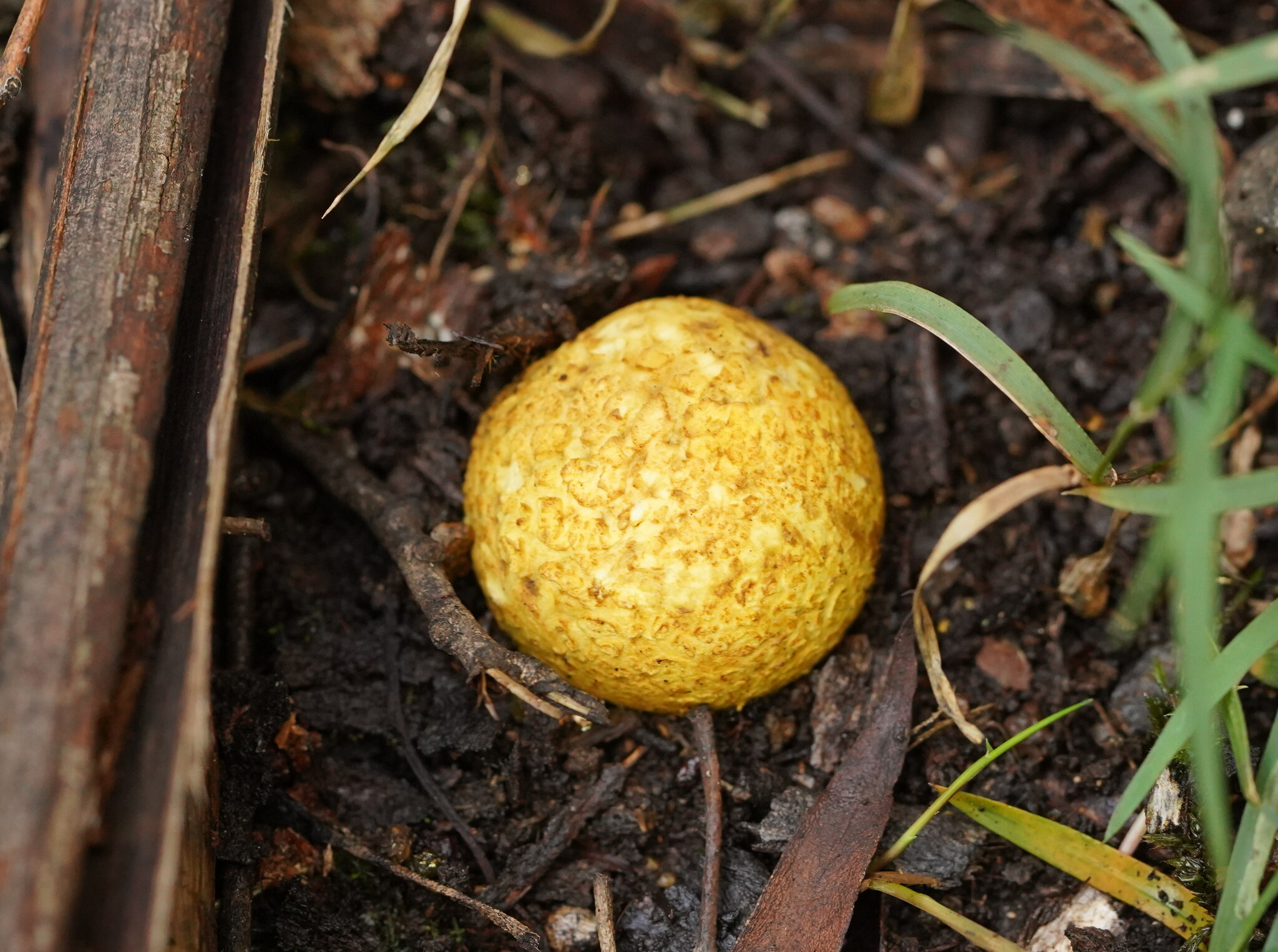 Scleroderma cepa Pers.