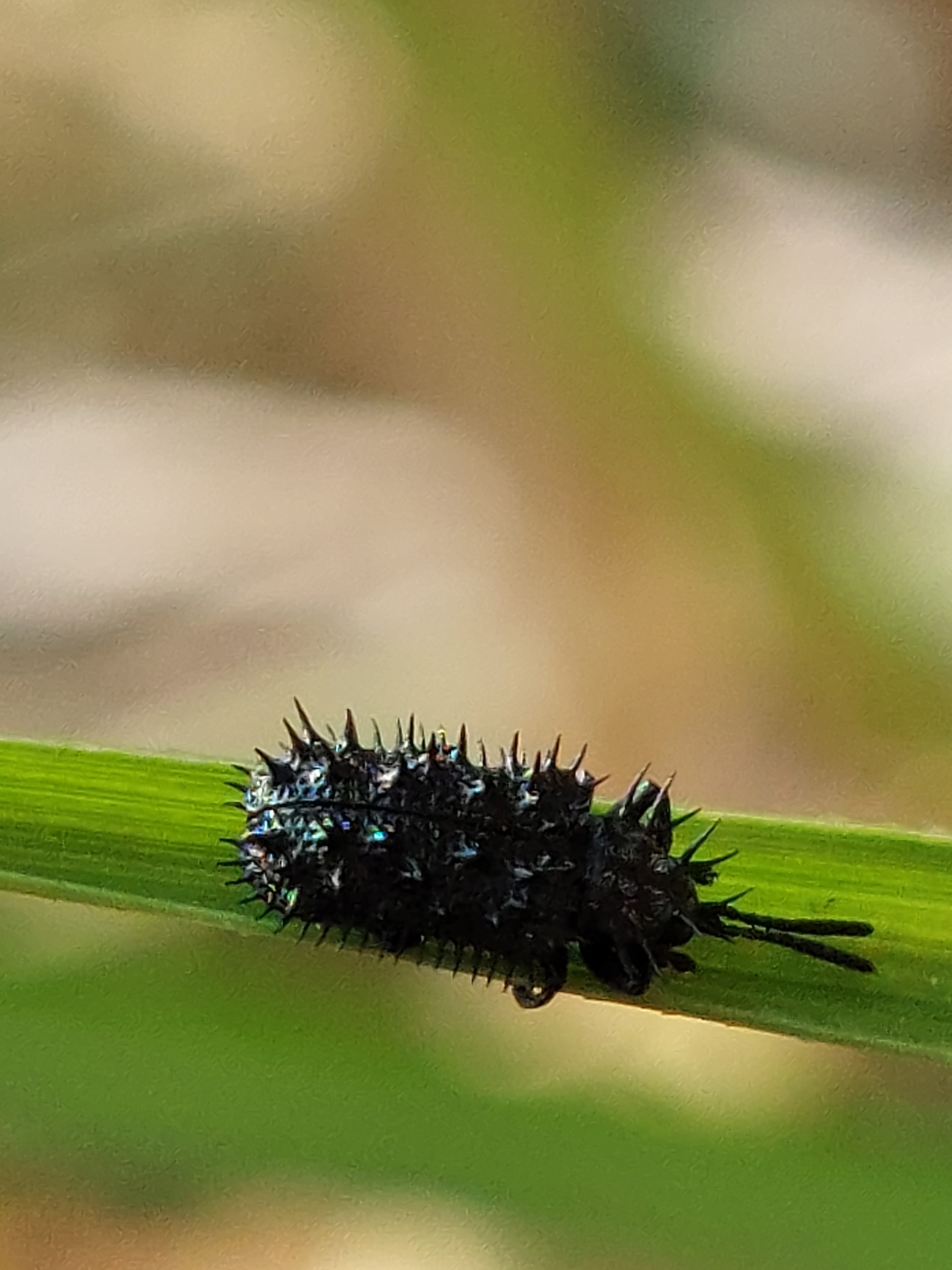 Dactylispa sauteri Uhmann, 1927