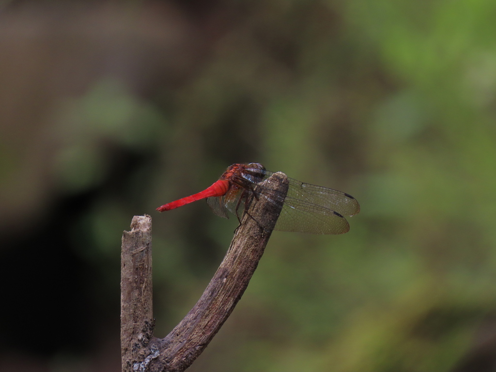 Orange Skimmer from Kulon Progo Regency, Special Region of Yogyakarta ...