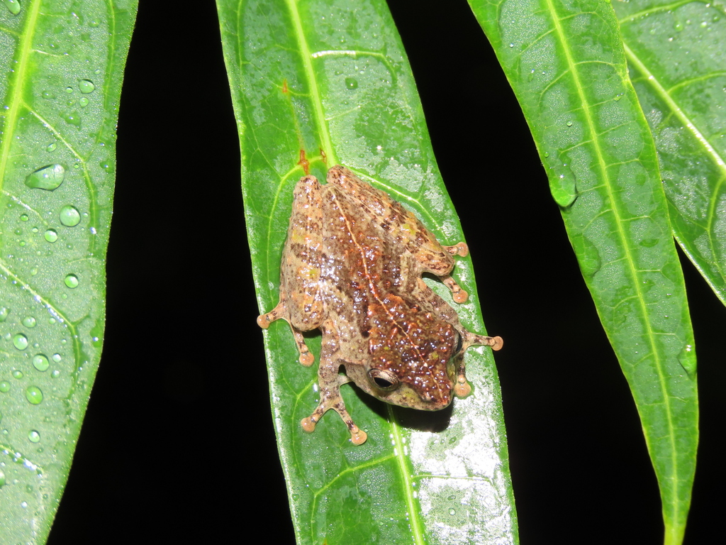 Java Bubble-Nest Frog from Kulon Progo Regency, Special Region of ...