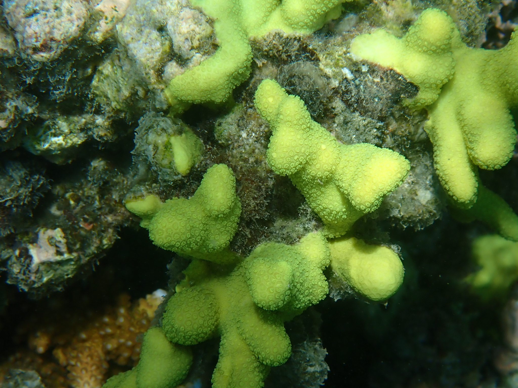 Porites cylindrica Dana, 1846