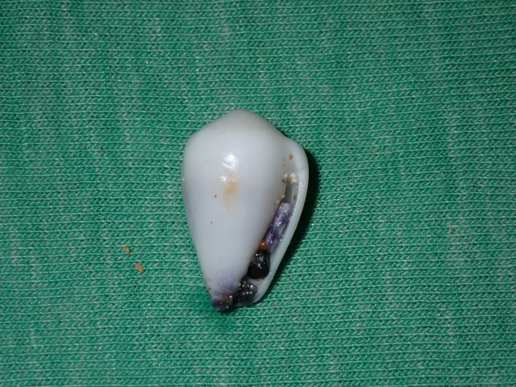 Conus nanus G.B.Sowerby I, 1833