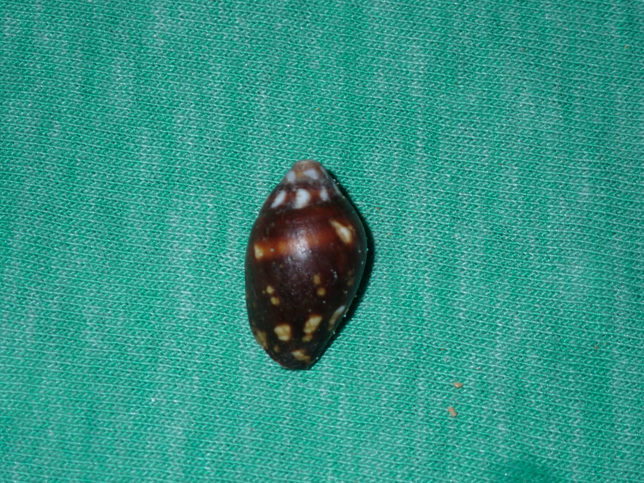 Strigatella litterata (Lamarck, 1811)