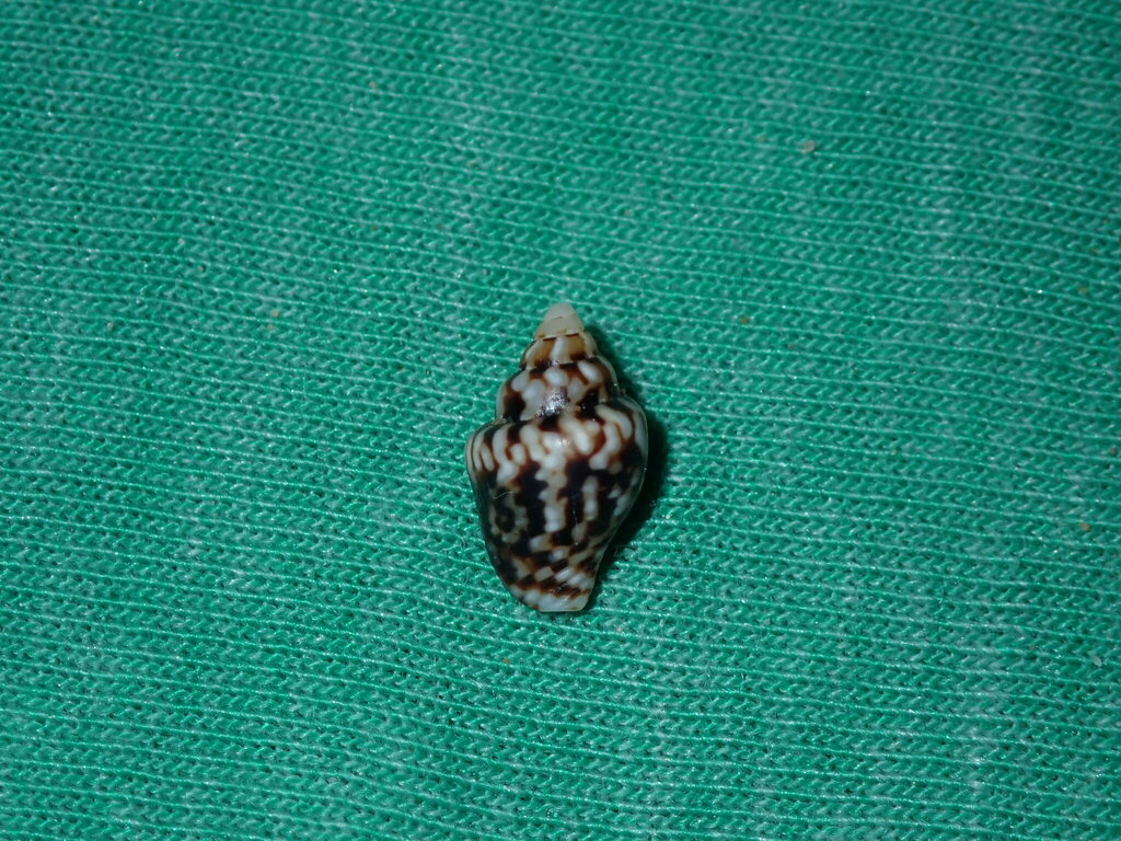 Dotted Dove Shell from Woolgoolga NSW 2456, Australia on March 28, 2023 ...