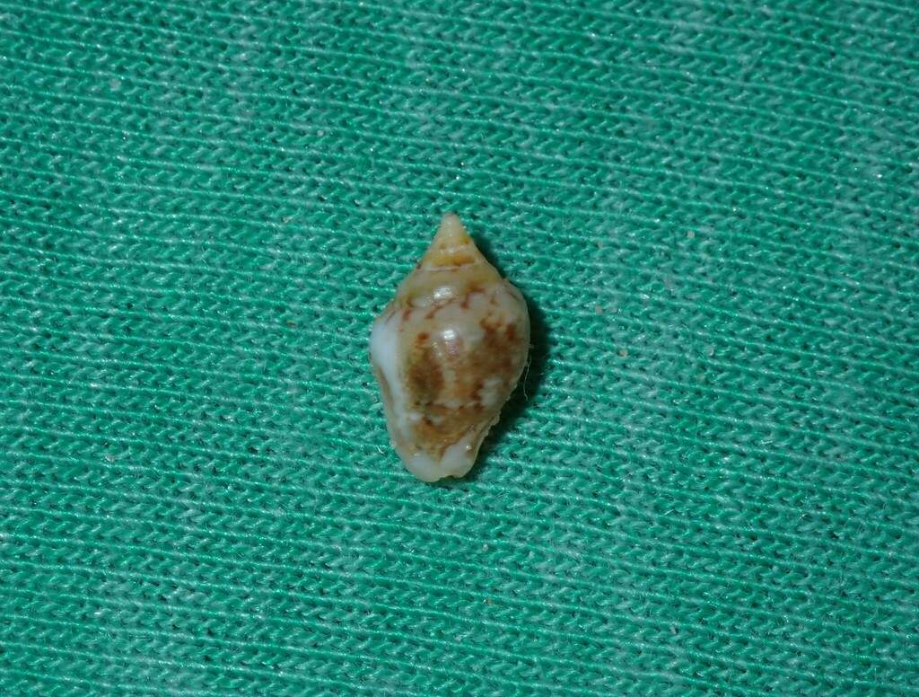 Euplica from Woolgoolga NSW 2456, Australia on March 28, 2023 at 07:04 ...