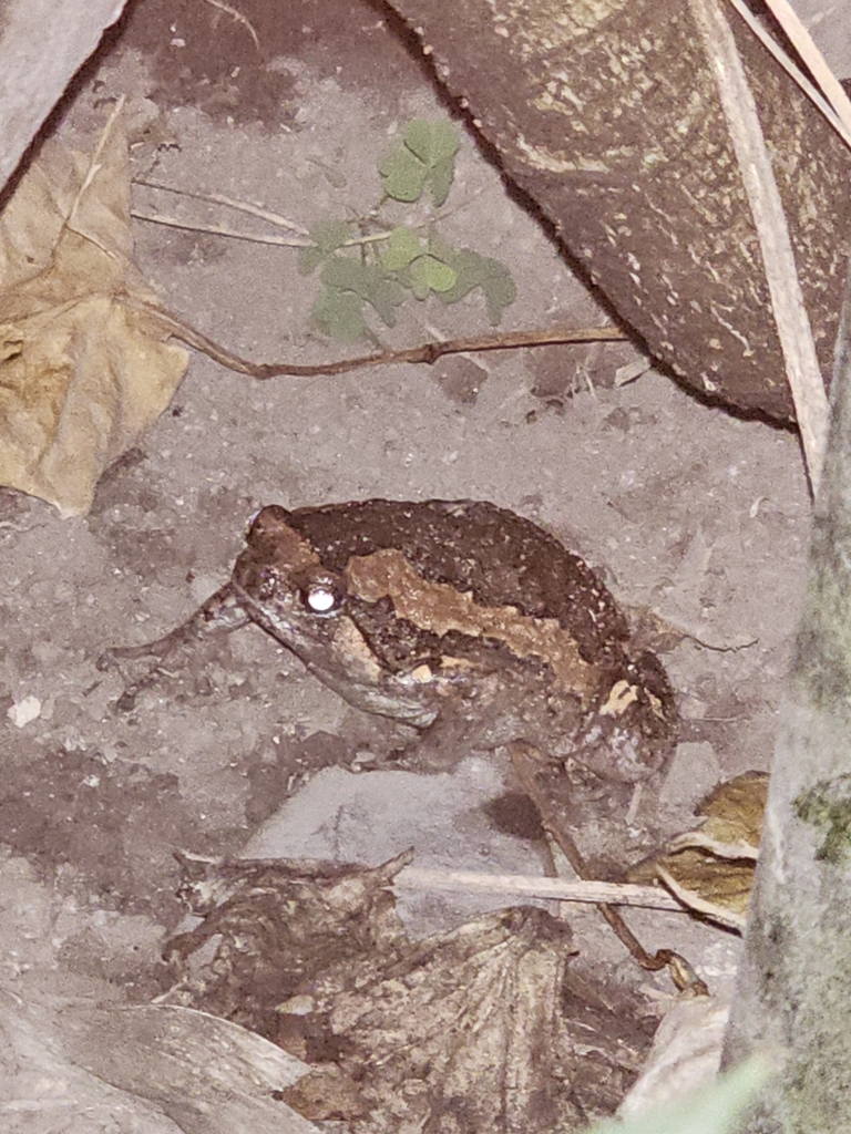 Asian Painted Frog from Capas, PH-TR, PH on March 28, 2023 at 05:47 AM ...