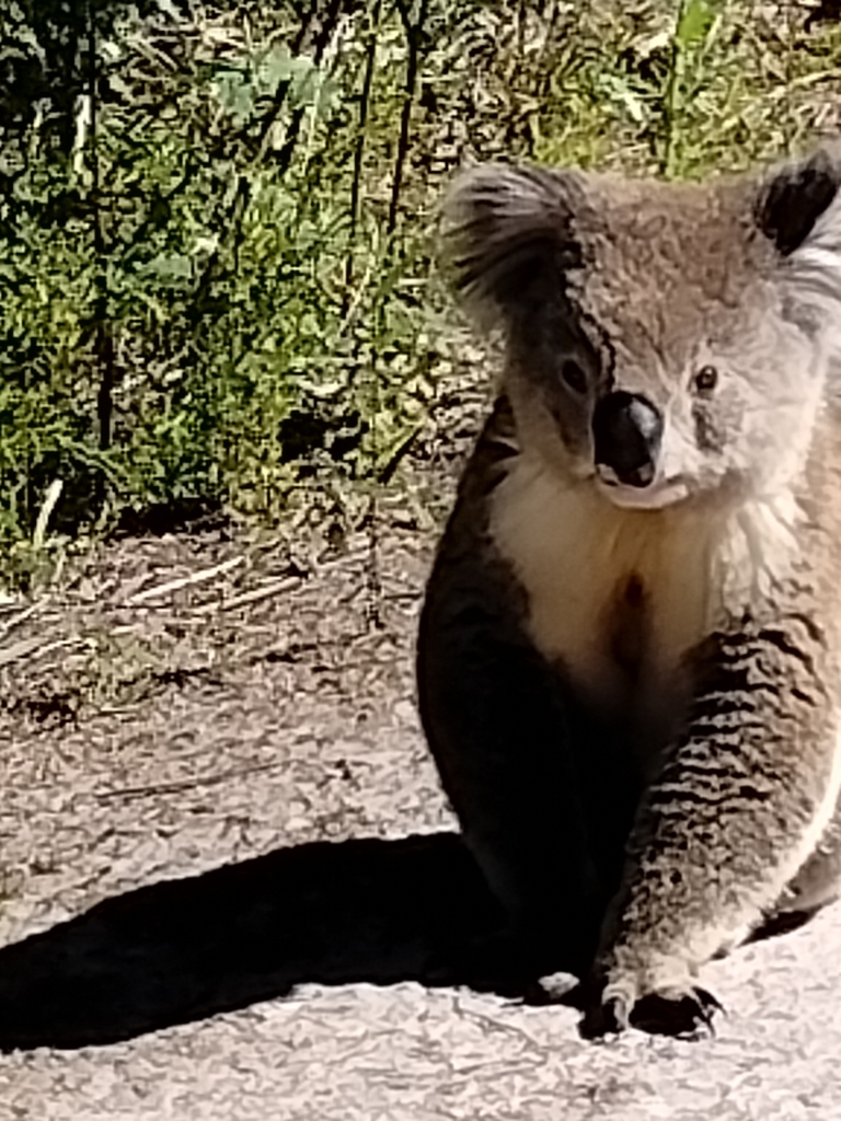 Koala from Buffalo VIC 3958, Australia on January 08, 2023 at 10:18 AM ...