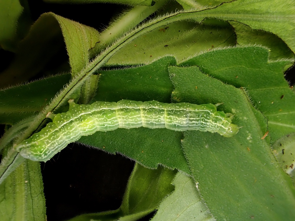 Eastern Streaked Plusia from Tahuna Torea, Glendowie, Auckland, New ...