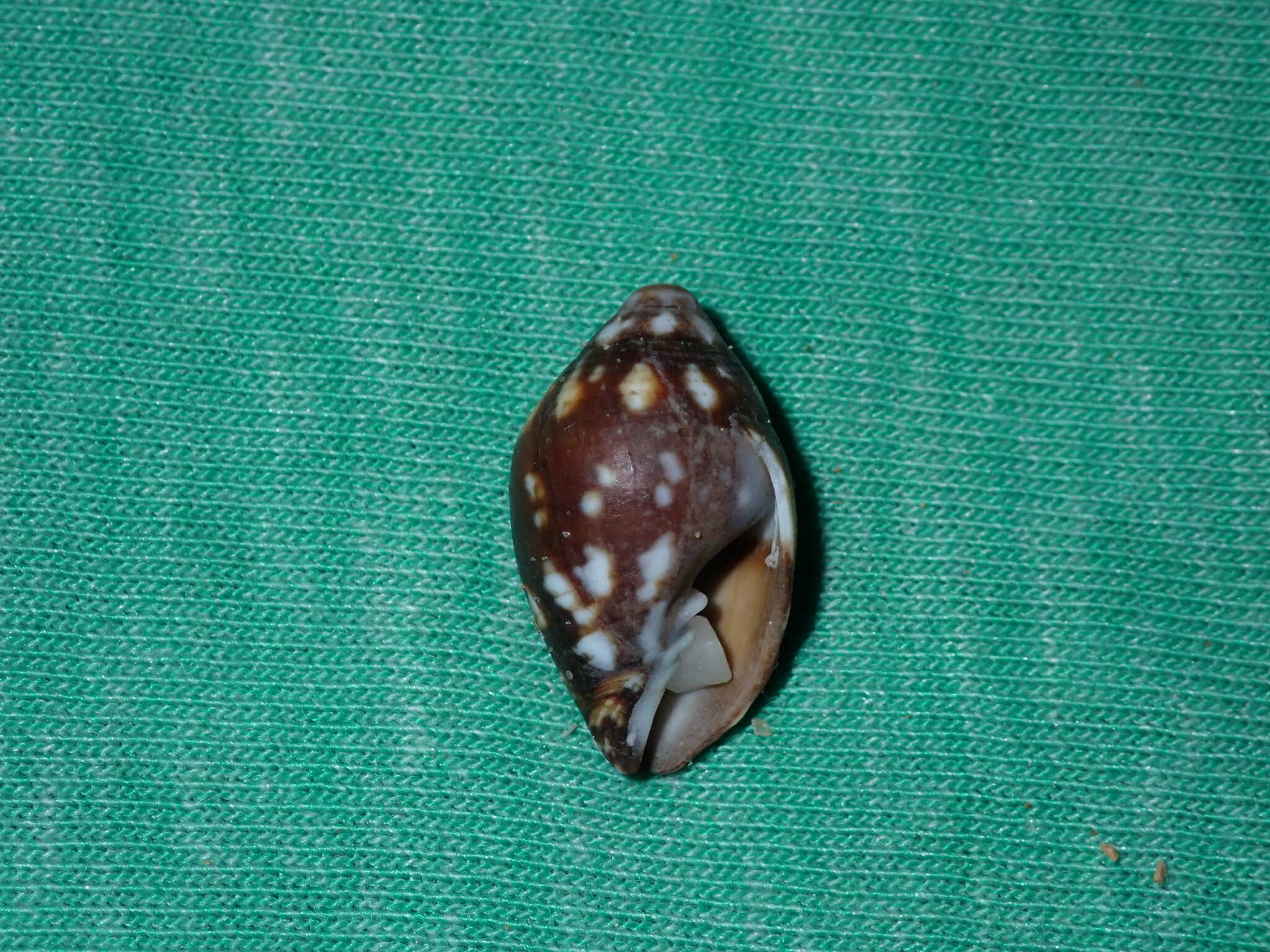 Strigatella litterata (Lamarck, 1811)