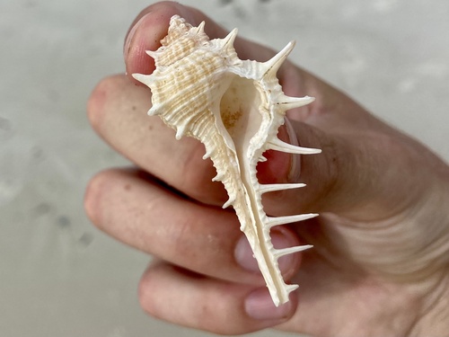 Murex africanus · iNaturalist Ecuador