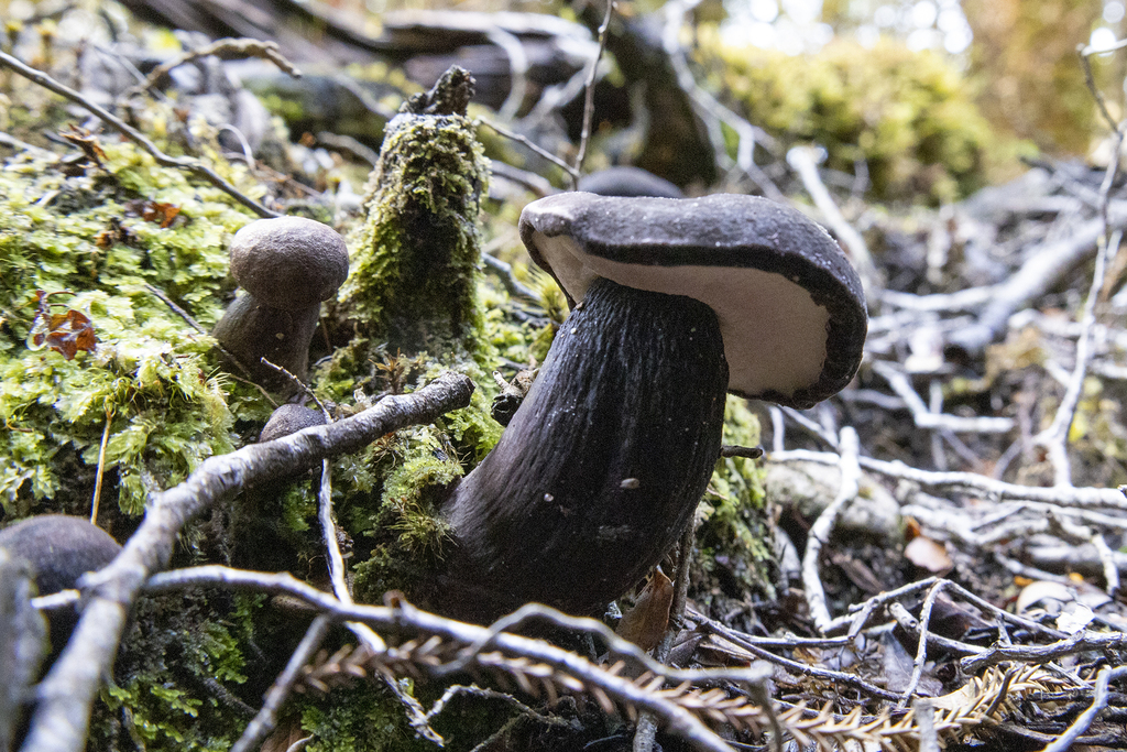 Dark Velvet Bolete from Buller District, West Coast, New Zealand on ...