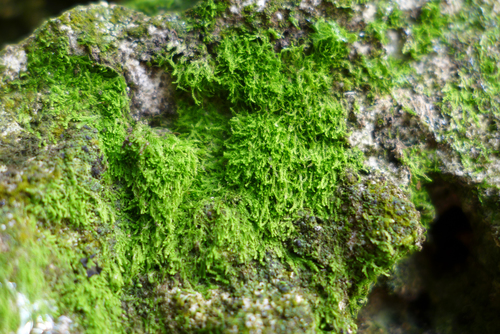 Lejeunea laetevirens · iNaturalist