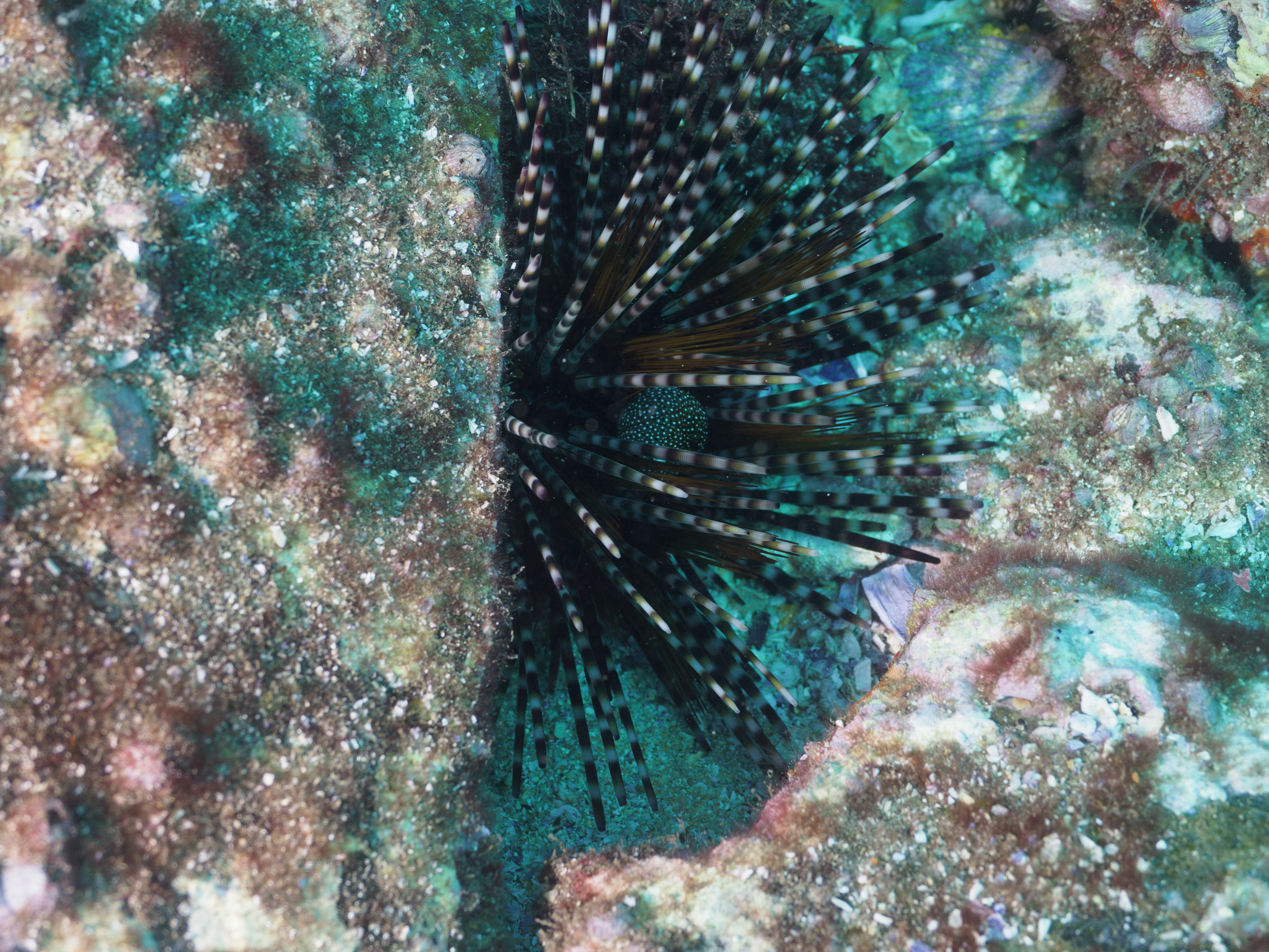 Echinothrix calamaris (Pallas, 1774)