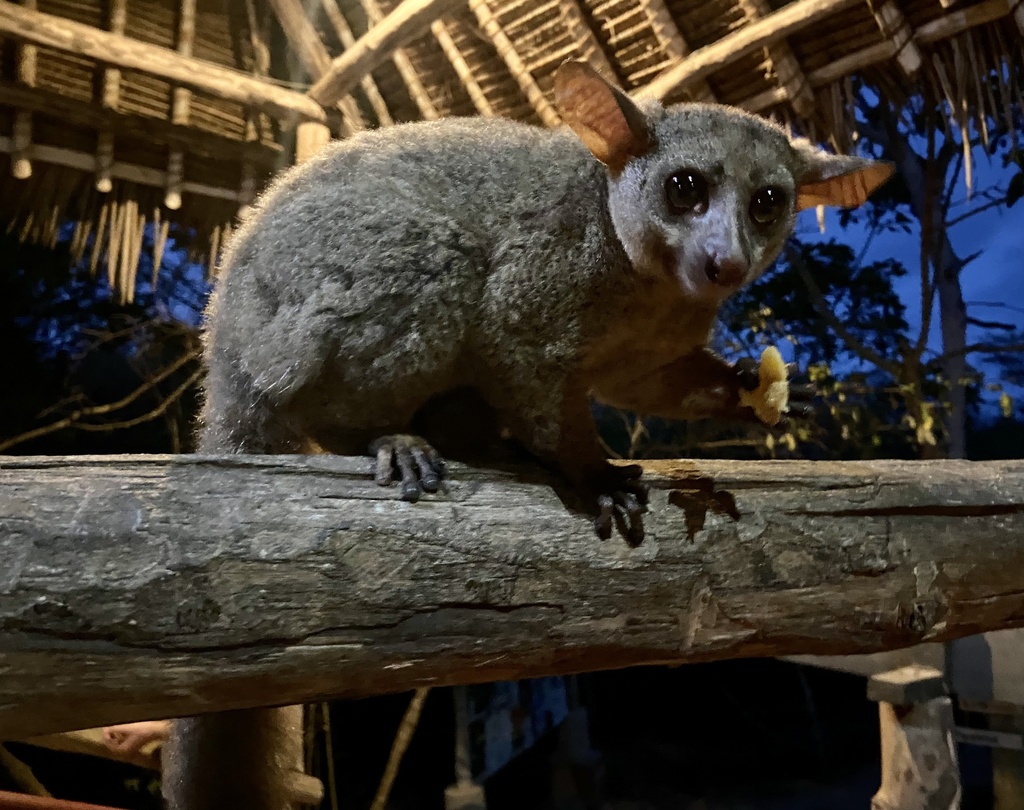 White-tailed Small-eared Galago from Ali Barbours Road, Ukunda, Kwale ...