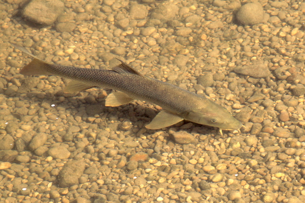 Common Barbel (Barbus barbus) - Marine Life Identification