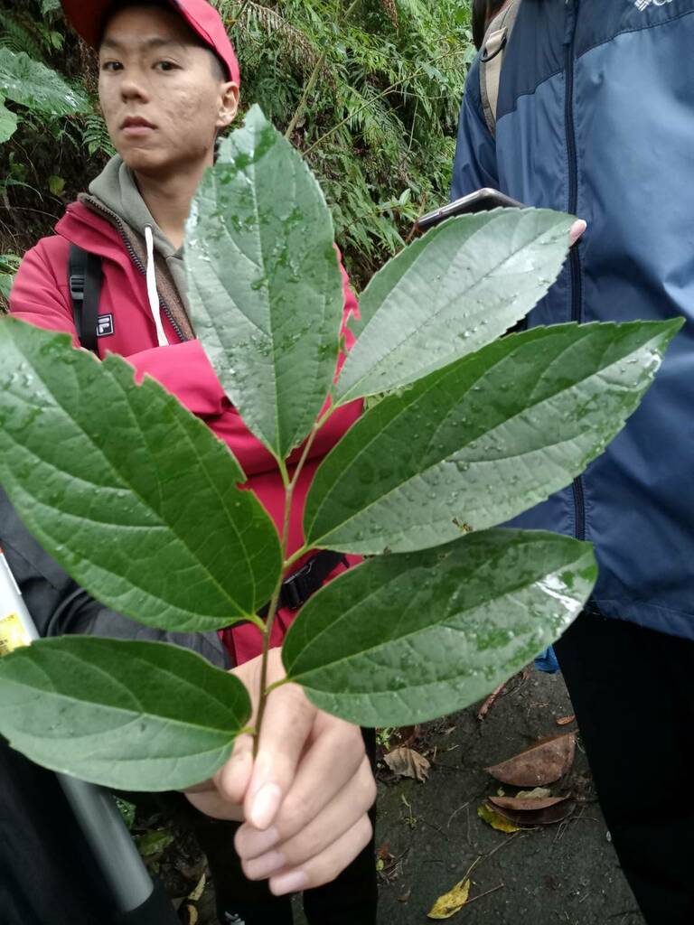 Celtis tetrandra from 231台灣新北市新店區碧潭 on March 28, 2023 at 06:33 PM by ...