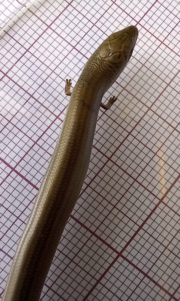 Western Three-toed Skink from Escola Secundária José Gomes Ferreira on ...