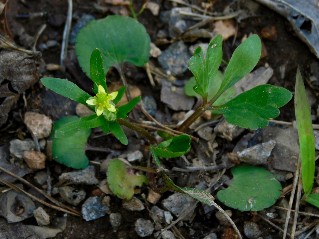 small-flowered buttercup in March 2023 by Michael J. Papay · iNaturalist