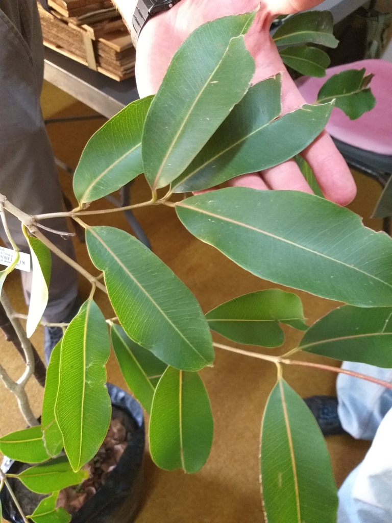 Java plum from Garden Route Botanical Gardens on March 28, 2023 at 09: ...