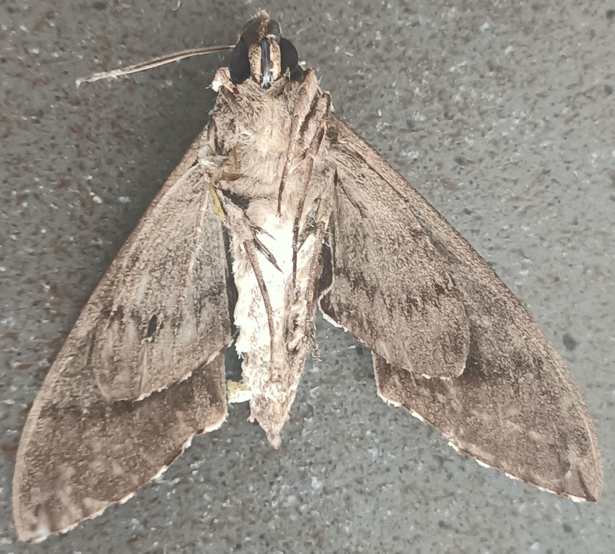 Psilogramma menephron Cramer, 1780