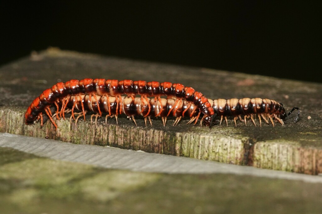 Orange Rosary Millipede from Yio Chu Kang, Singapore on March 28, 2023 ...