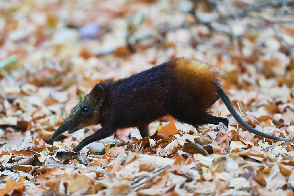 Golden-rumped Sengi (Rhynchocyon chrysopygus) - Know Your Mammals