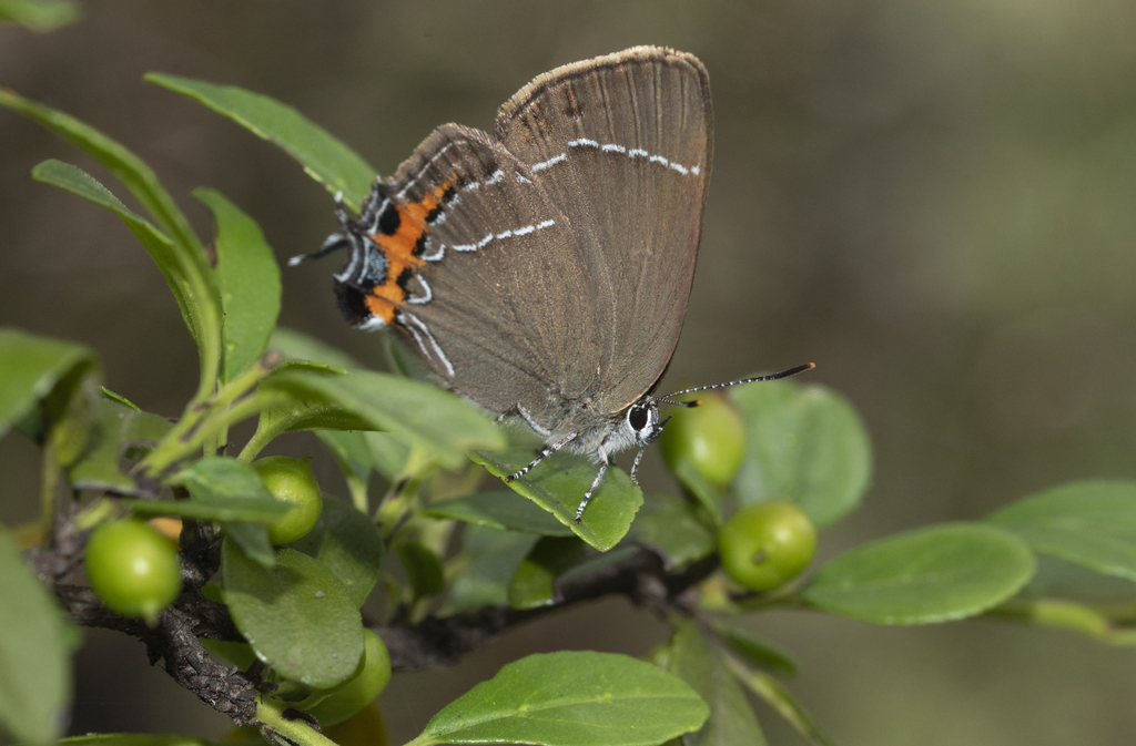 Satyrium persimilis from 中国云南省丽江市古城区 on July 11, 2020 at 01:07 PM by ...