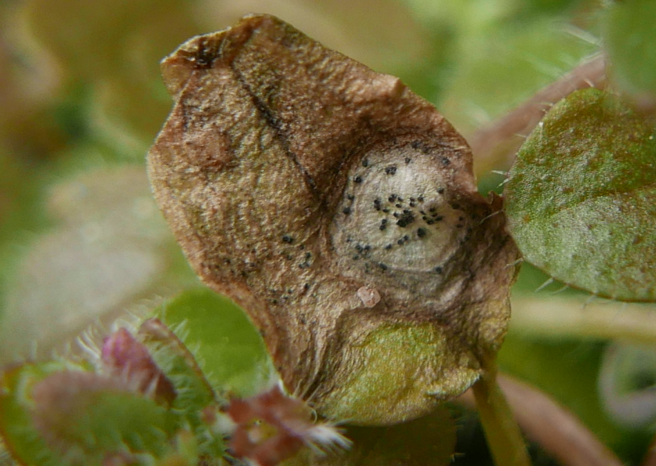 Septoria Sacc., 1884