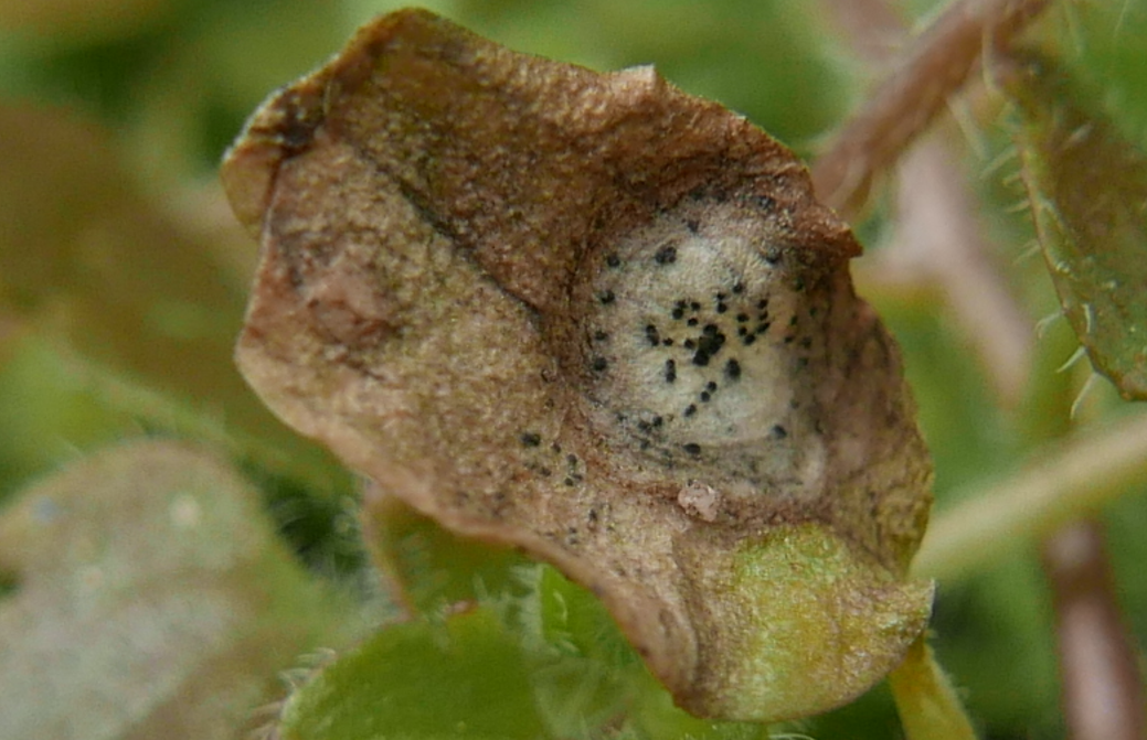 Septoria Sacc., 1884