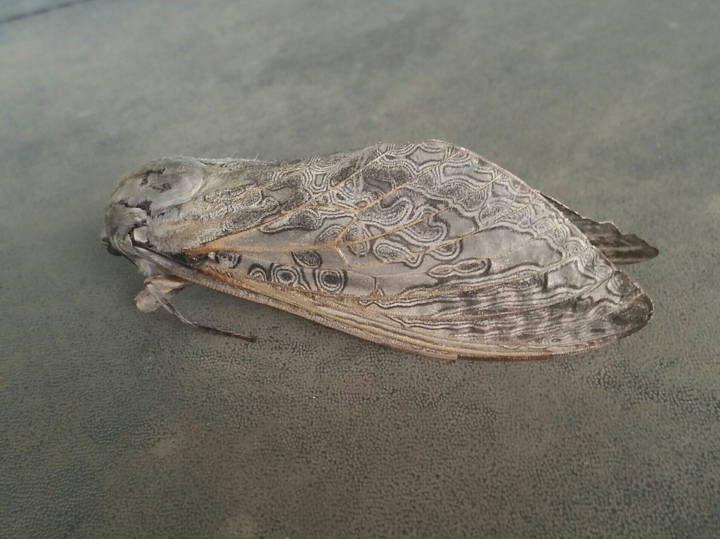 Red-gum Ghost Moth from Avenel VIC 3664, Australia on March 28, 2023 at ...