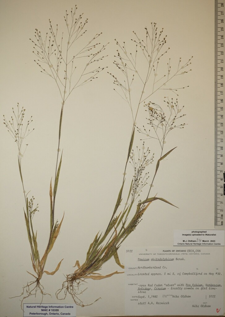 Philadelphia panic grass from Canada, Ontario, NORTHUMBERLAND County ...