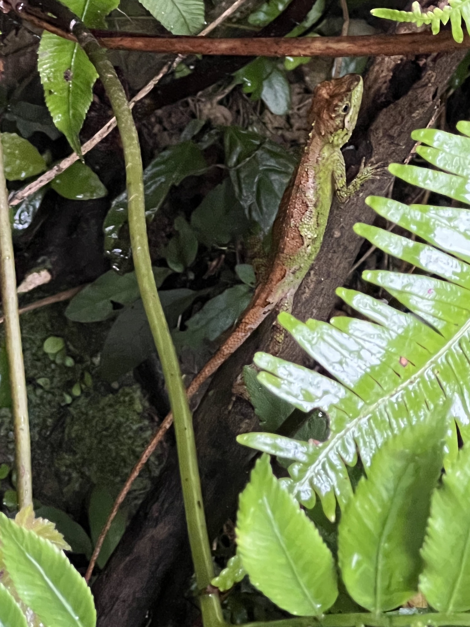 Diploderma polygonatum Hallowell, 1861