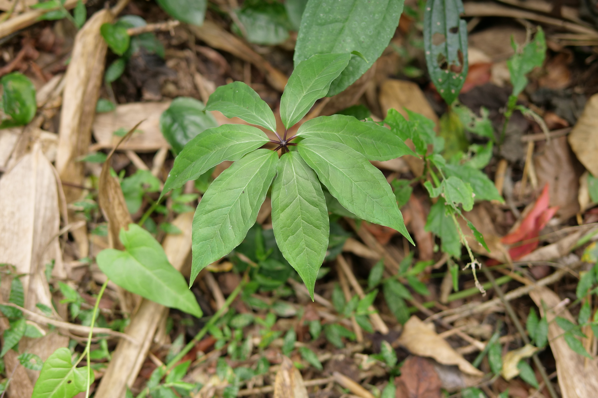 Paris polyphylla Sm.