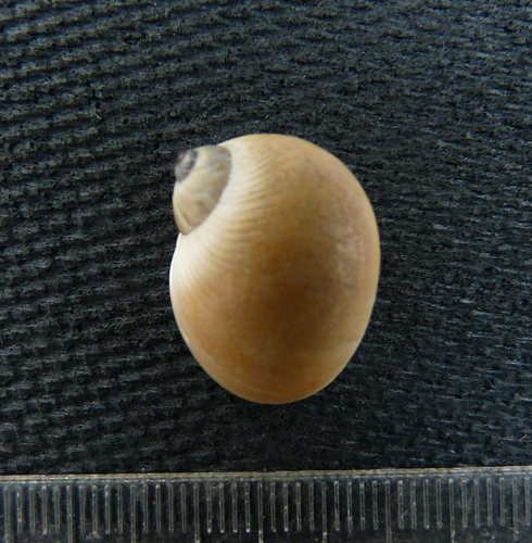 Natica othello · iNaturalist