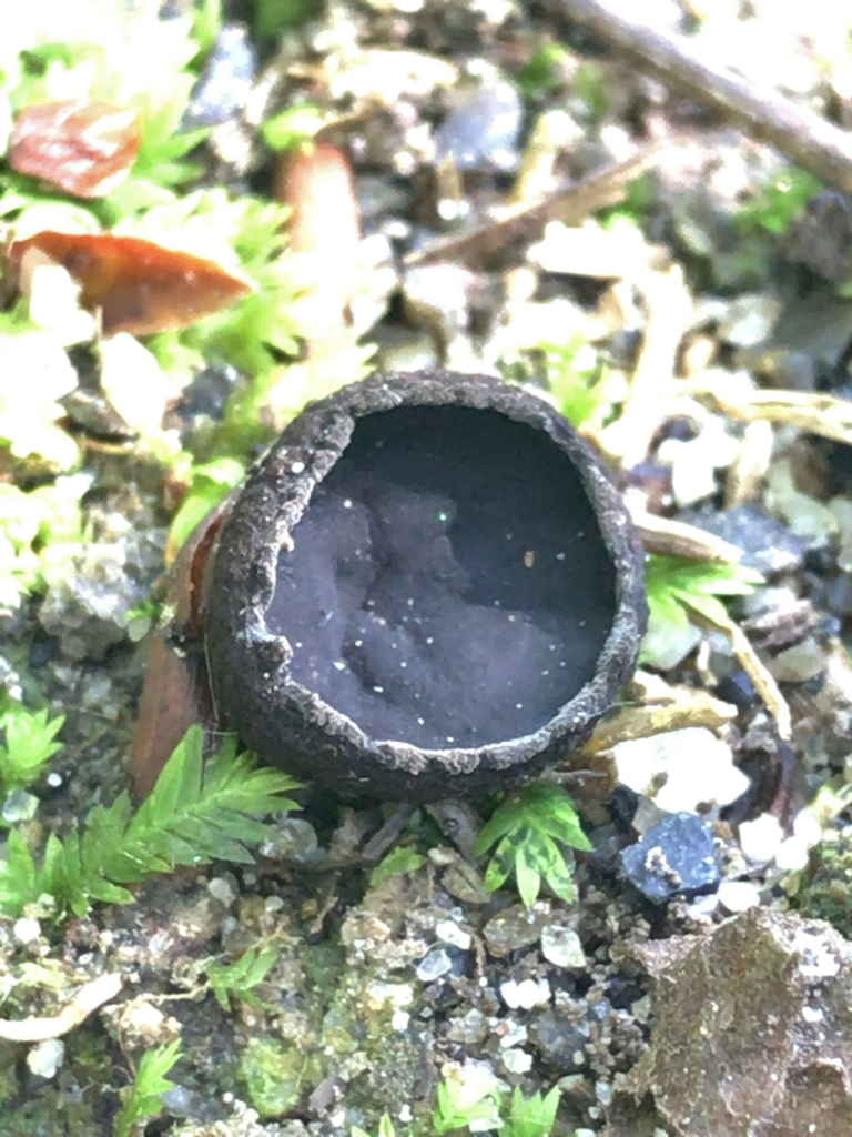 Plectania platensis from 日本、愛知県名古屋市天白区 on May 18, 2022 at 07:55 AM by ...