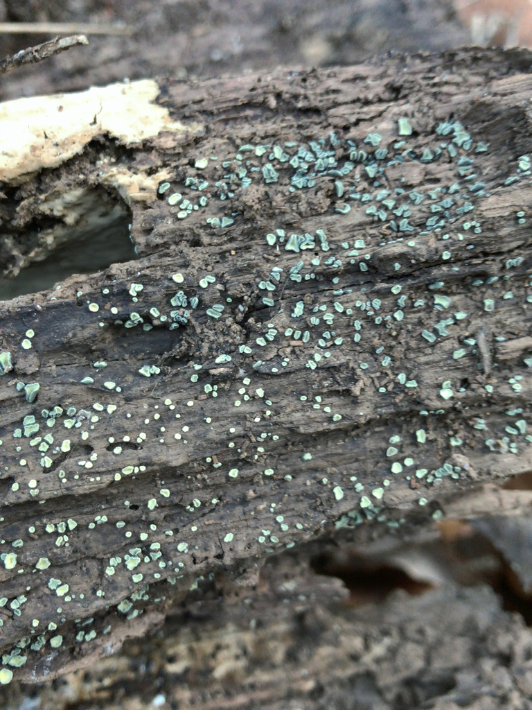 Chlorosplenium chlora from 日本、愛知県名古屋市名東区 on February 01, 2023 at 07:52 ...