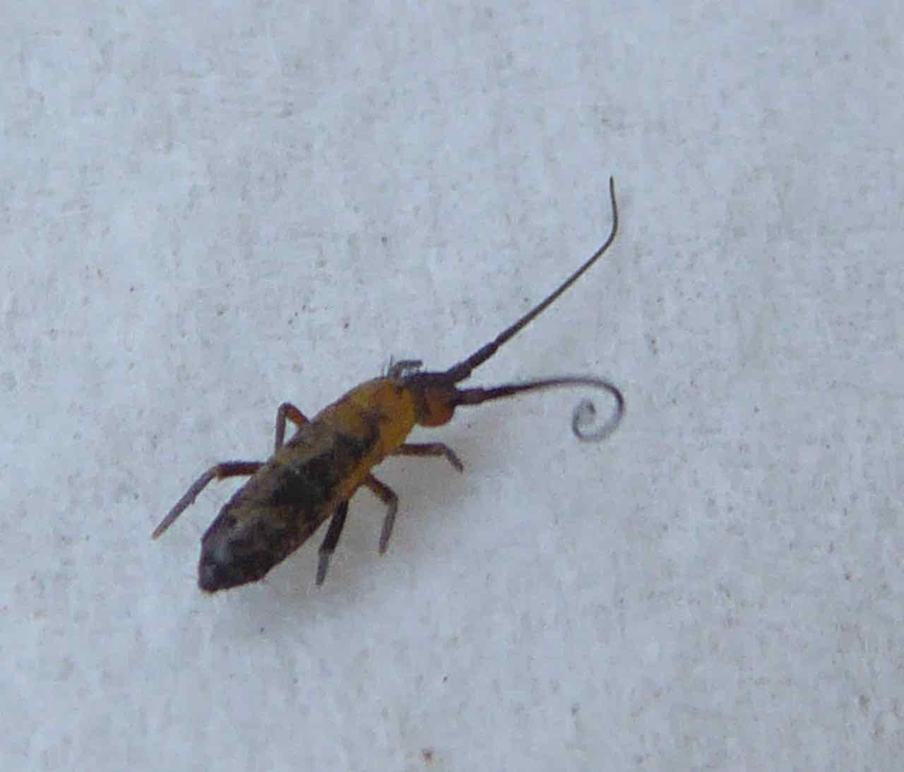 Tomoceridae