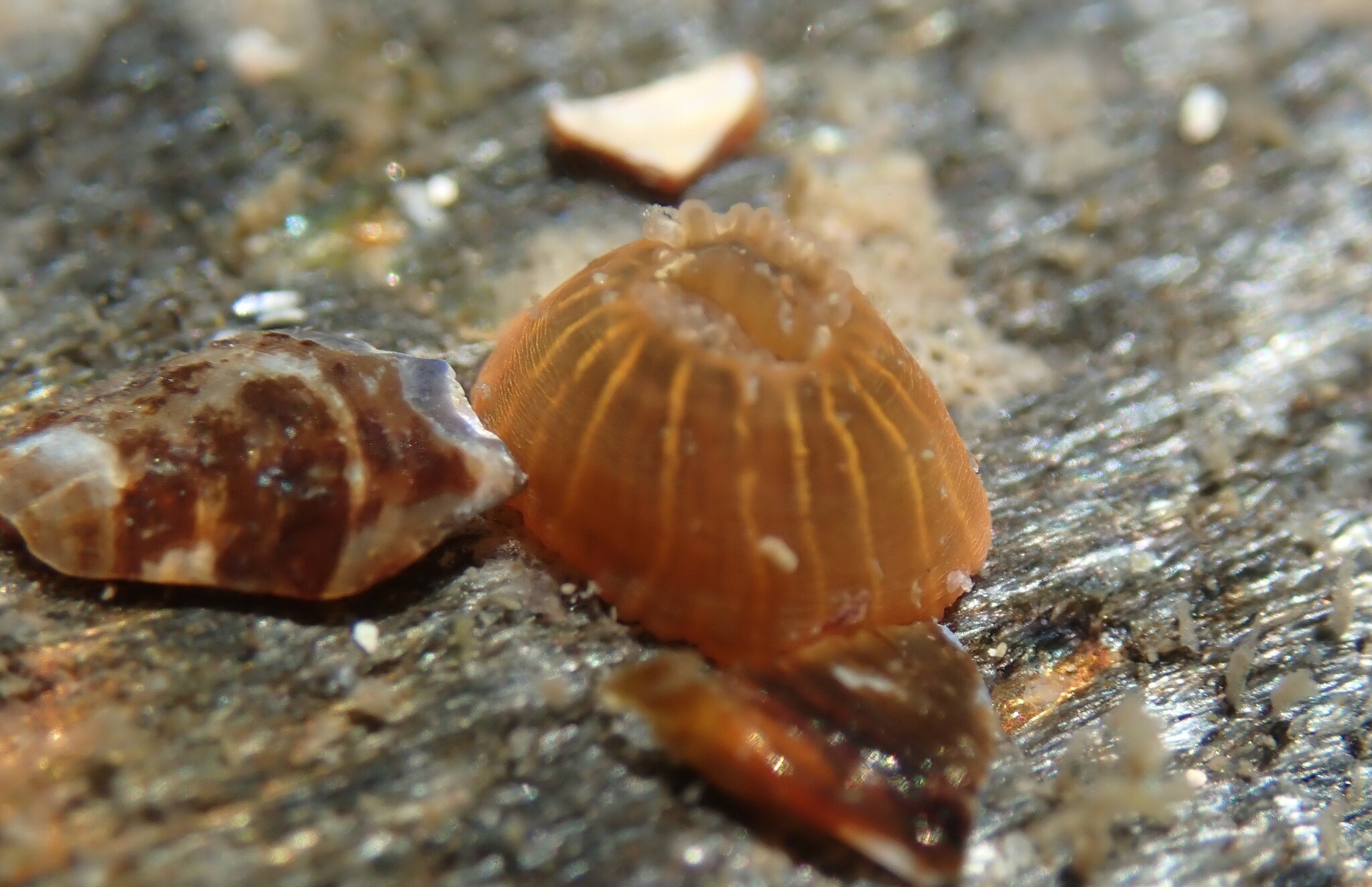 Diadumene lineata (Verrill, 1869)