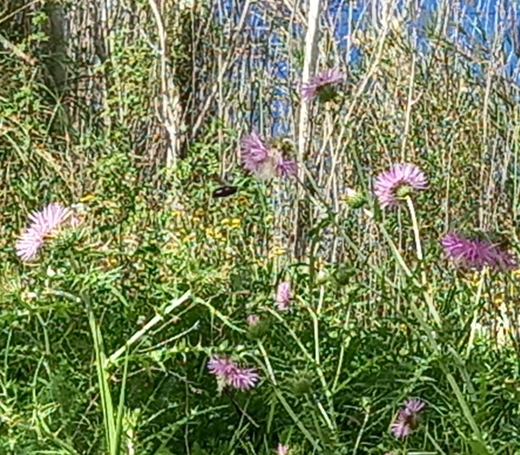 Violet Carpenter Bee from Escola Secundária José Gomes Ferreira on ...