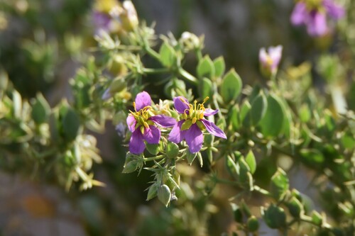 variedad Fagonia isotricha spinescens · NaturaLista Colombia