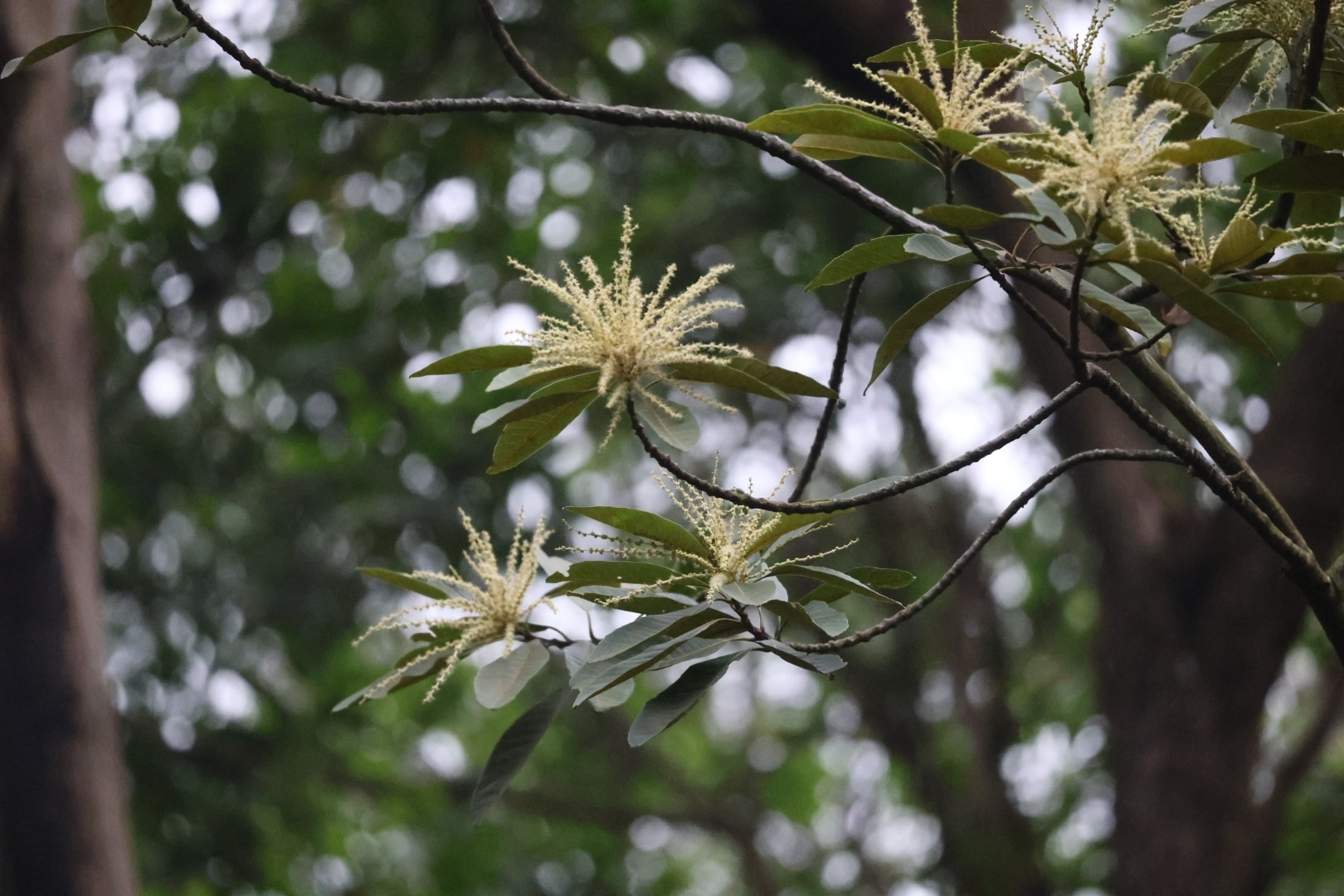 Castanopsis fissa (Champ. ex Benth.) Rehder & E.H.Wilson