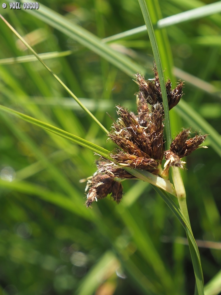 Bolboschoenus maritimus (L.) Palla