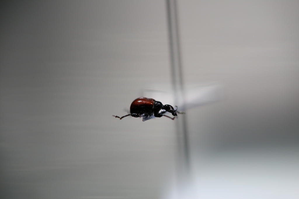 Compsapoderus erythropterus from 中国黑龙江省哈尔滨市香坊区 on August 20, 2022 by ...